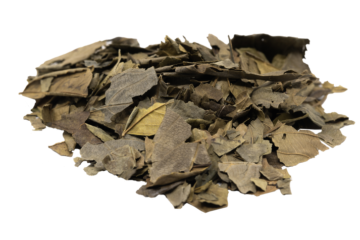 Gesho Kitel | Hops Leaves – Brundo Spice Company