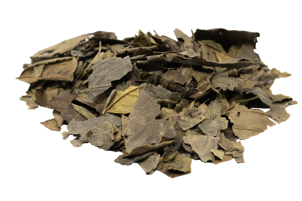 Gesho Kitel | Hops Leaves – Brundo Spice Company